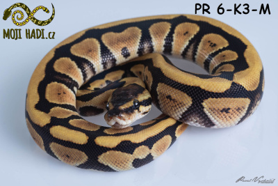 Moji hadi | Python regius