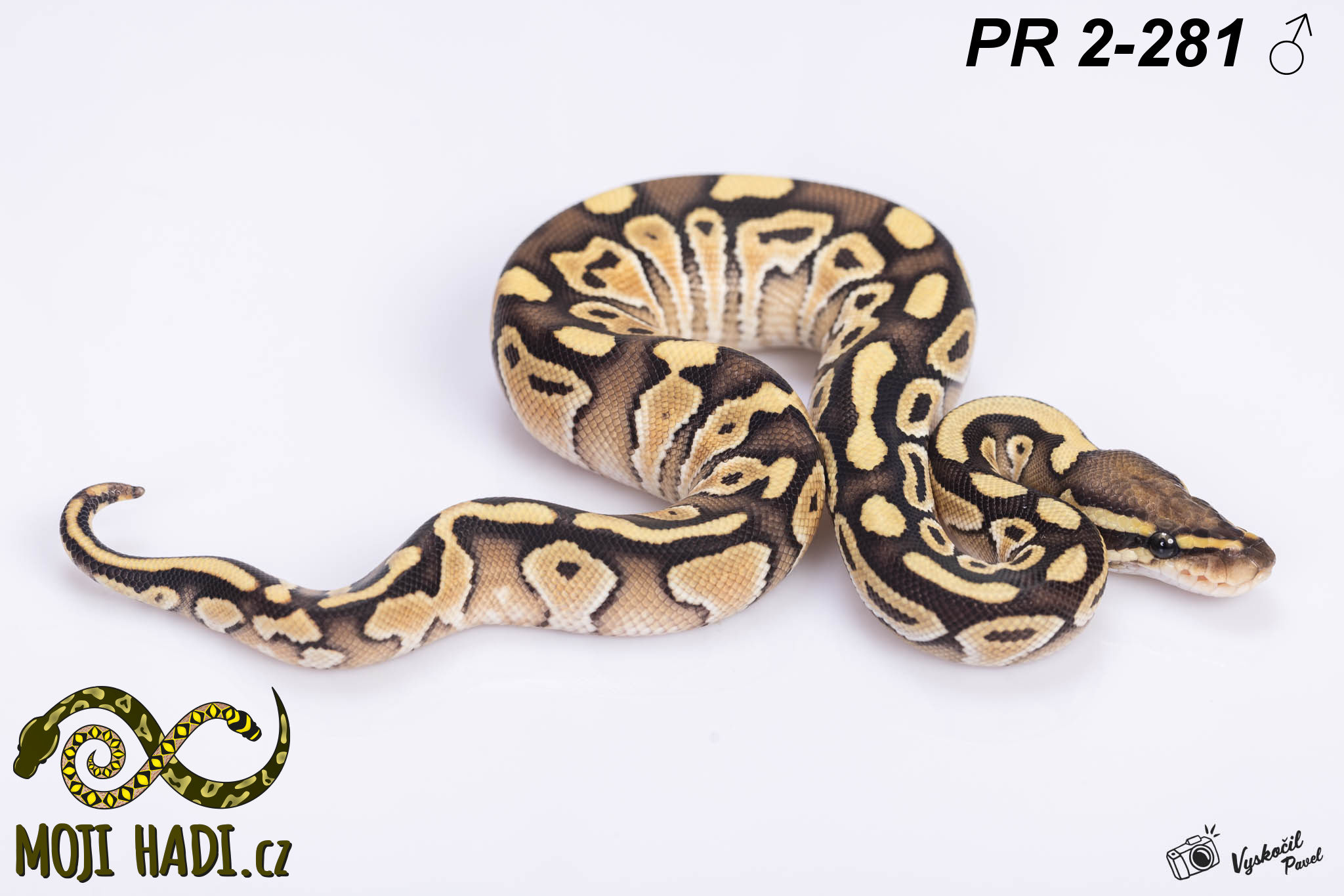 Python regius | Moji hadi